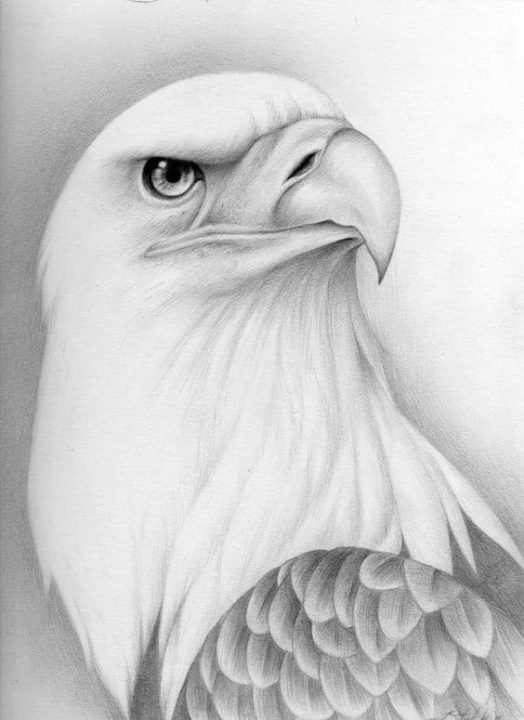 En Güzel Hayvan Çizim Örnekleri - Pixselle